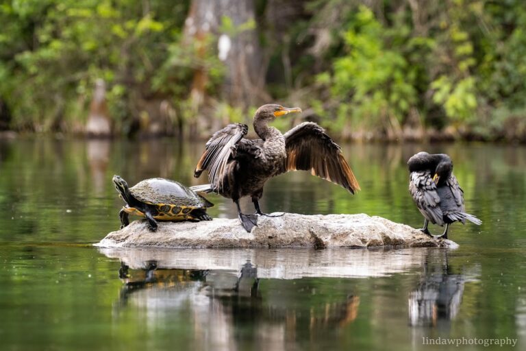 Meeting Agendas and Recaps - Rainbow River Conservation